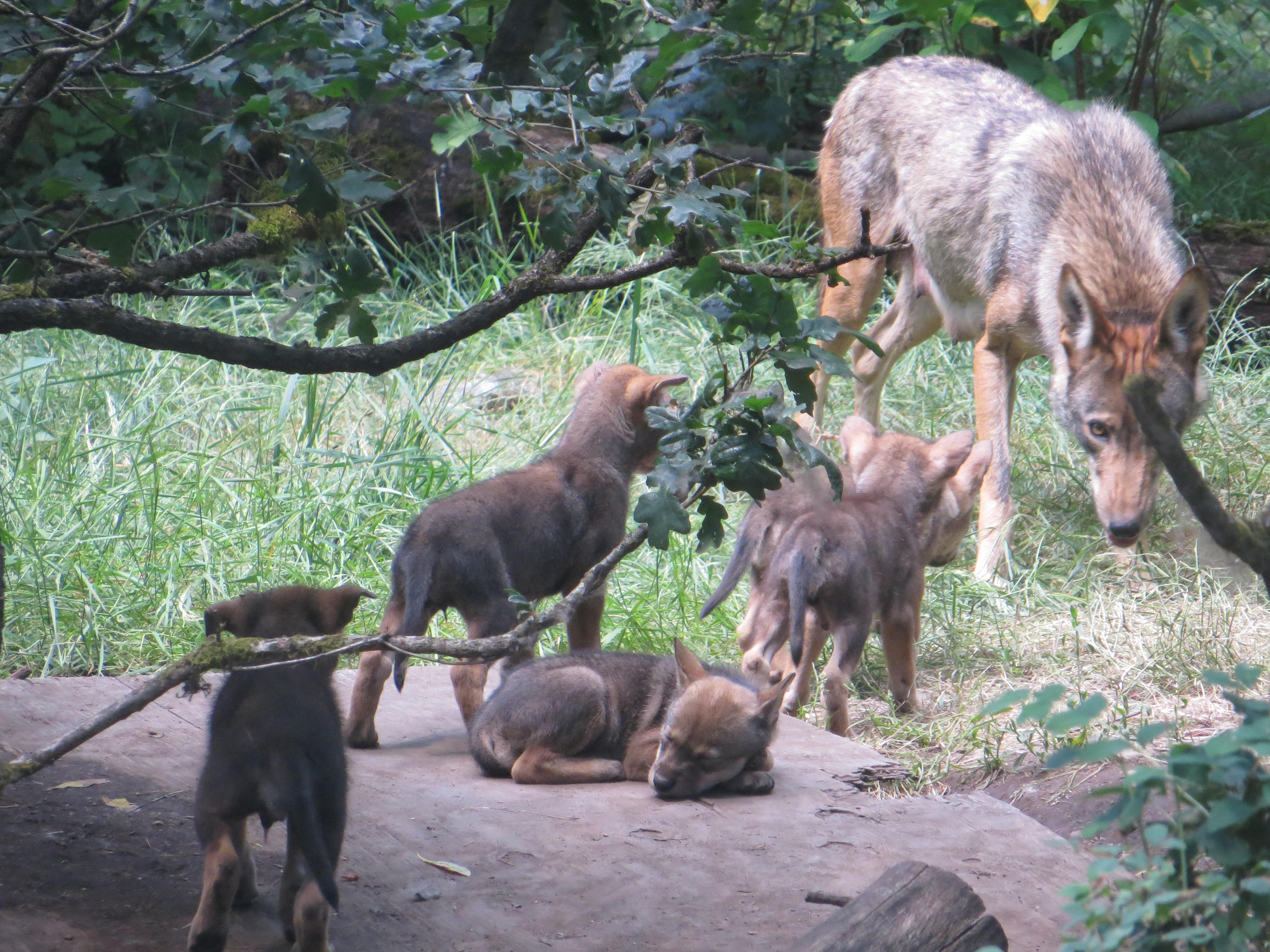 Pups With Mom Wolf Haven International